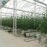China Vegetable Growing Multispan Tomato Greenhouse Custom Large Size for sale