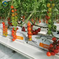 China Greenhouse Hydroponics Gutter System With Grow Bags For Growing Tomato for sale