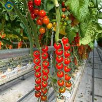 China Gutter Growing System Commercial Tomato Greenhouse With Steel Structure for sale