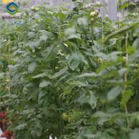 China Galvanized Frame Single Span Tunnel Greenhouse Plastic Shed For  Vegetables for sale