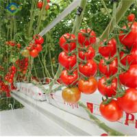 China Agriculture Cherry Tomato Greenhouse Vegetables Greenhouse Anti Corrosion for sale