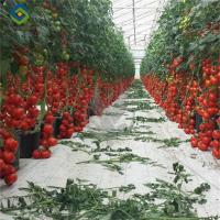 China Gutter Growing System Commercial Tomato Greenhouse With Steel Structure for sale