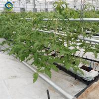 China Tomato Plant Greenhouse Film Greenhouse With Hydroponic Culture Soilless Cultivation for sale