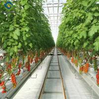 China Agriculture Cherry Tomato Greenhouse Vegetables Greenhouse Anti Corrosion for sale