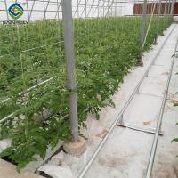 China Customized Agriculture Green House Tomatoes Greenhouse With High Yield for sale