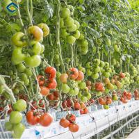 China Sainpoly Tomato Greenhouse Agricultural Greenhouses For Vegetable Production for sale