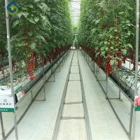 China Commercial Tomato Growing Greenhouse Customized Size Rust Resistant for sale