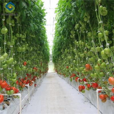 China Sainpoly Tomato Greenhouse Agricultural Greenhouses For Vegetable Production for sale