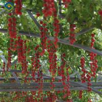 China Customized Commercial Tomato Greenhouse Multi Span Greenhouse Plants Growing for sale