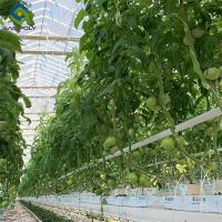 China Tomato Plant Greenhouse Film Greenhouse With Hydroponic Culture Soilless Cultivation for sale