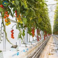 China Tomato Planting Complete DIY Greenhouse Kit With Hot Dip Steel Frame PE / Glass Cover for sale