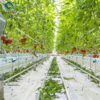 China Agriculture Multispan Greenhouse For Tomatoes Turnkey Project Customizable Size for sale