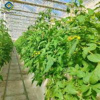 China Single Span Tomato Greenhouse Hydroponics Growing Large Glass Green Houses for sale