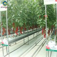China Commercial Tomato Growing Greenhouse Customized Size Rust Resistant for sale
