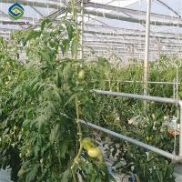 China Vegetable Growing Multispan Tomato Greenhouse Custom Large Size for sale
