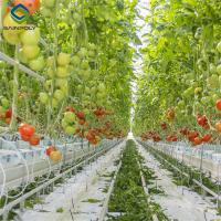 China Greenhouse Hydroponics Gutter System With Grow Bags For Growing Tomato for sale
