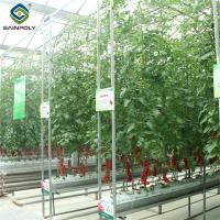 China Gutter Growing System Commercial Tomato Greenhouse With Steel Structure for sale