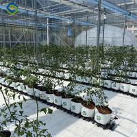 China Sainpoly Tomato Greenhouse Agricultural Greenhouses For Vegetable Production for sale