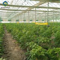 China Single Span Tomato Greenhouse Hydroponics Growing Large Glass Green Houses for sale