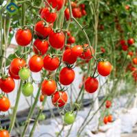 China Agriculture Multispan Greenhouse For Tomatoes Turnkey Project Customizable Size for sale