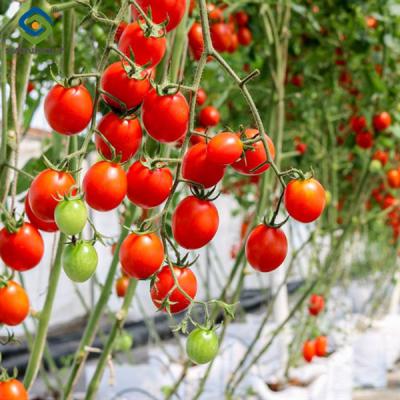 China Agriculture Multispan Greenhouse For Tomatoes Turnkey Project Customizable Size for sale
