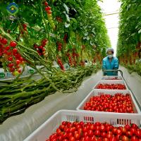China Agriculture Multispan Greenhouse For Tomatoes Turnkey Project Customizable Size for sale