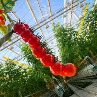 China Turnkey Project Multi Span Commercial Hydroponic Greenhouse Waterproofing for sale