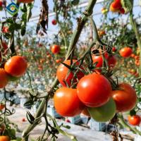 China Vegetable Growing Multispan Tomato Greenhouse Custom Large Size for sale