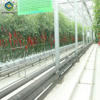 China Customized Commercial Tomato Greenhouse Multi Span Greenhouse Plants Growing for sale