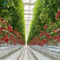 China Agriculture Multispan Greenhouse For Tomatoes Turnkey Project Customizable Size for sale
