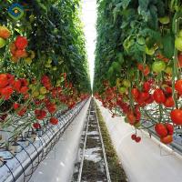 China Multispan Glass Polycarbonate Film Greenhouse For Tomato Plants for sale