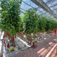 China Tomato Planting Complete DIY Greenhouse Kit With Hot Dip Steel Frame PE / Glass Cover for sale