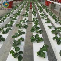 China Stable Energy Saving Strawberry Greenhouses With Heating Cooling System for sale