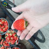 China Heavy Duty Commercial Greenhouse Luxury Film Venlo Type For Stawberry for sale