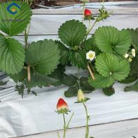 China Heavy Duty Commercial Greenhouse Luxury Film Venlo Type For Stawberry for sale