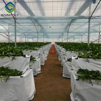 China Low Energy Consumption Strawberry Plant Greenhouse Customized 1.1m Height for sale