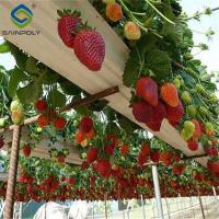China OEM Steel Frame Fruit And Vegetable Greenhouse For Strawberries for sale