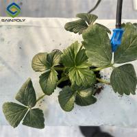 China Ultraviolet Proof Double Film Strawberry Green House Large Size for sale