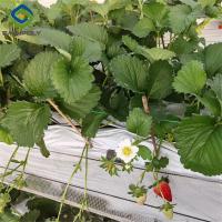China Low Energy Consumption Strawberry Plant Greenhouse Customized 1.1m Height for sale