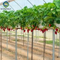 China Ultraviolet Proof Double Film Strawberry Green House Large Size for sale