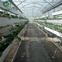 China Efficient Strawberry Plant Greenhouse Easy To Install High Performance for sale