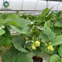 China Stable Energy Saving Strawberry Greenhouses With Heating Cooling System for sale