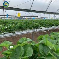 China Large Scale Greenhouse Agricultural Green House Stable Structure Easily Assembled for sale