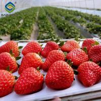China Efficient Strawberry Plant Greenhouse Easy To Install High Performance for sale