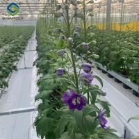 China Flower Growing Steel Frame Greenhouse Wind Resistance Large Glass Greenhouse for sale