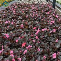 China Uv Protection Transparent Flower Garden Greenhouse Easy To Assemble for sale