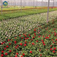 China Intelligent Smart Flower Greenhouses With Hydroponic System Rolling Bench Planting Bags for sale