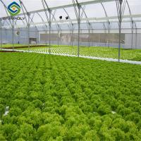 China Multispan Lettuce Work Greenhouse With NFT Hydroponic Growing Systems for sale