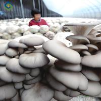 China Polycarbonate Mushroom Growing Greenhouse Multispan Farming Green House Cultivation for sale