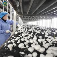 China Single Layer Plastic Blackout Greenhouse Mushroom Farming Greenhouse Good Ventilation for sale